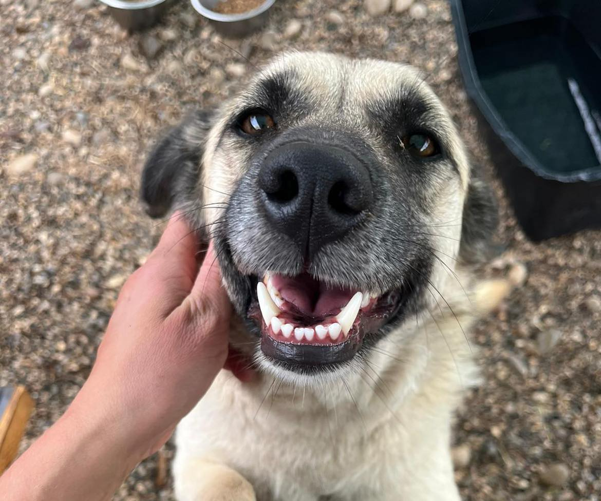 Faara – Balkanin koirat ry