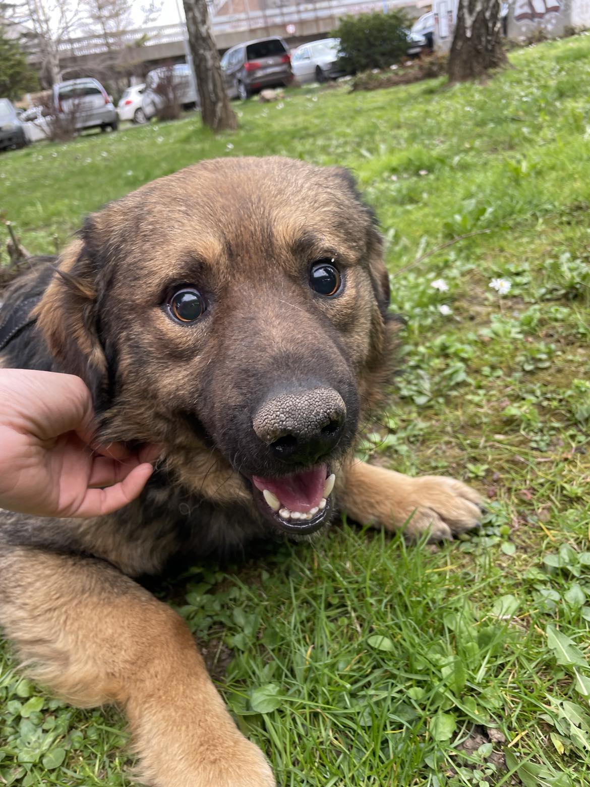 Elve – Balkanin koirat ry