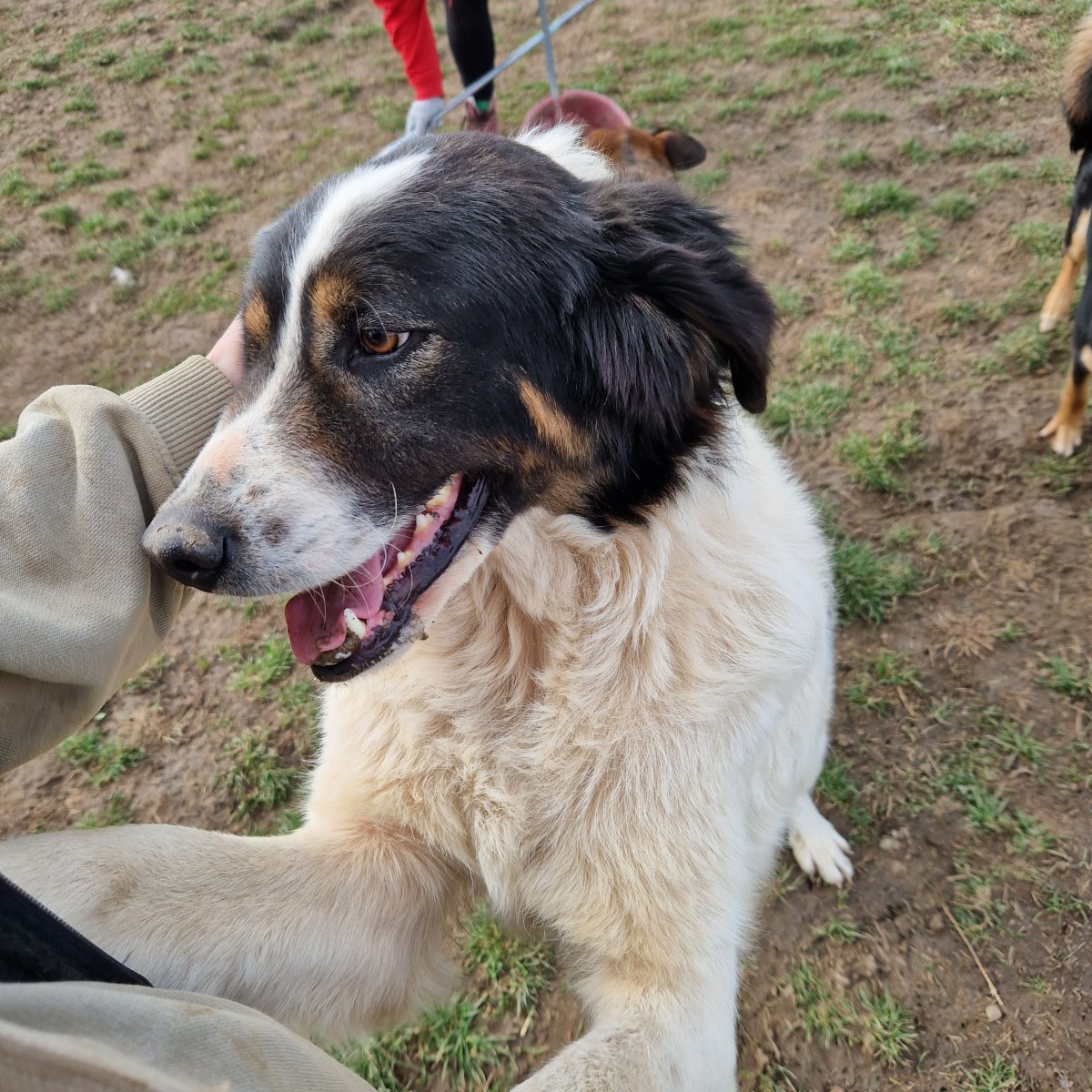 Haru – Balkanin koirat ry