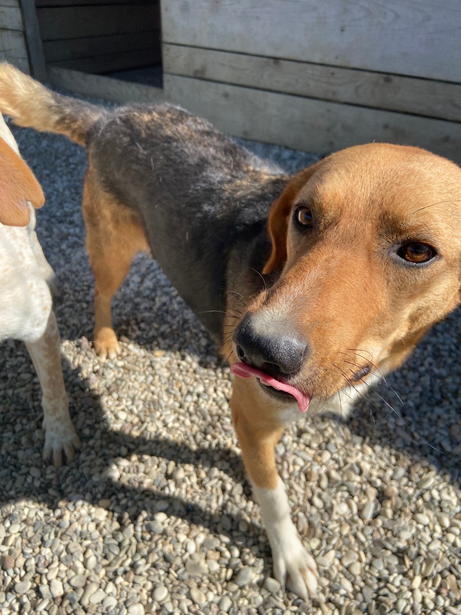 Femma – Balkanin koirat